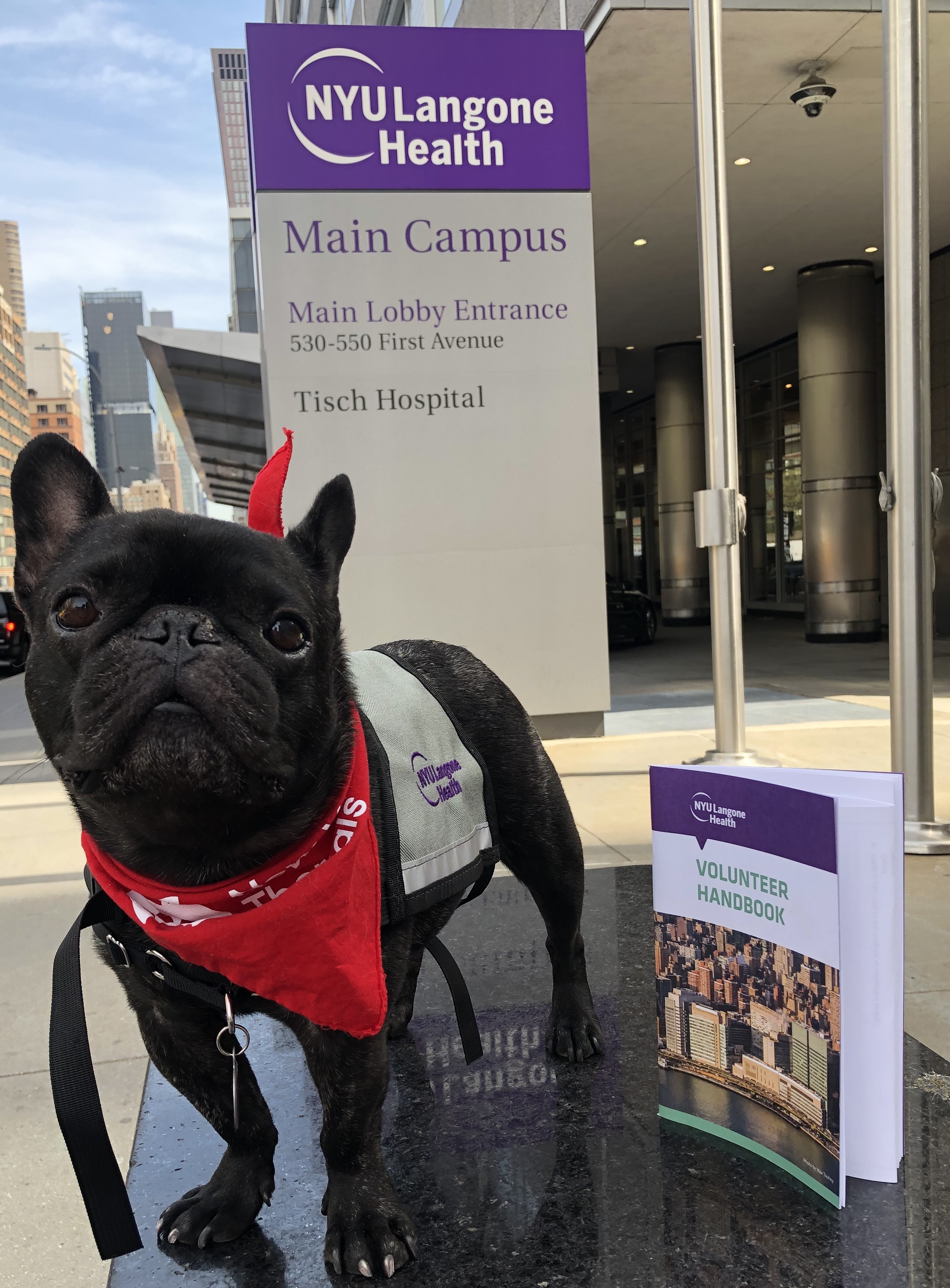Gaston at NYU Langone Health - New York Therapy Animals